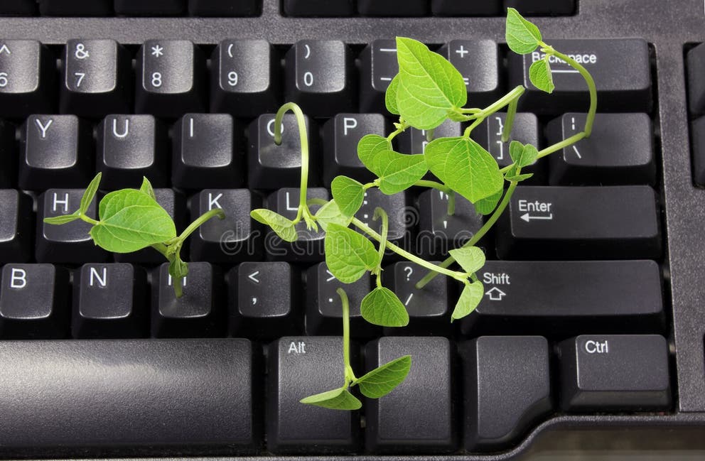 Computer Keyboard with Sprouts Stock Image - Image of wide, fresh: 28436245