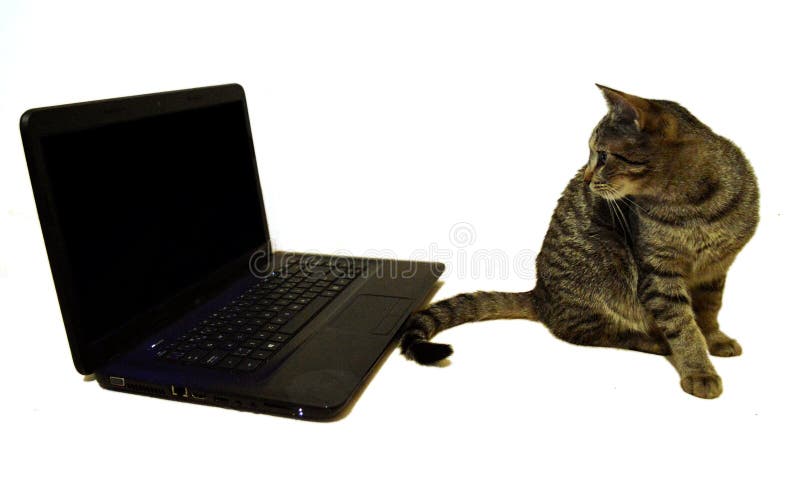 Computer Kitty and Copyspace Stock Image - Image of concept, humor ...