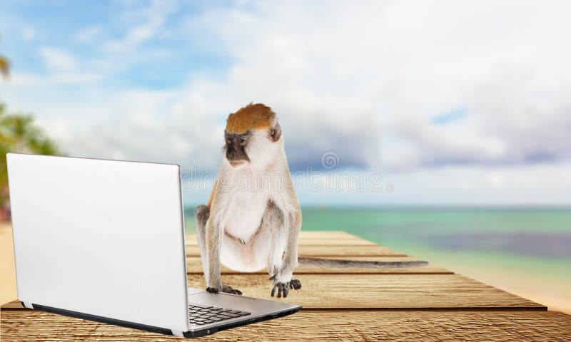 Monkey stock photo. Image of primate, mammal, shot, studio - 62553220