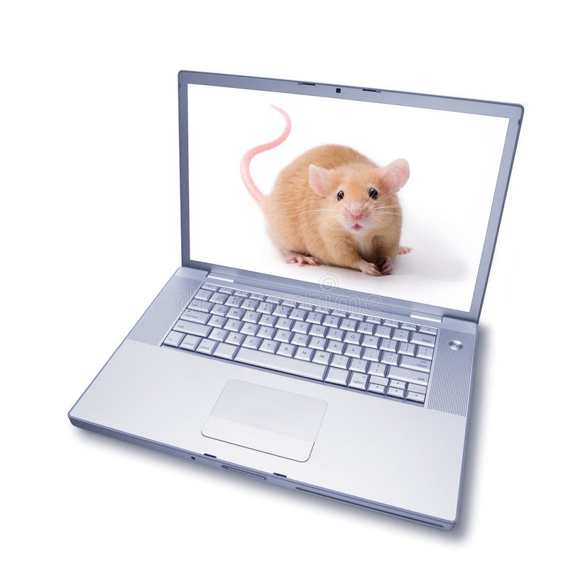 Computer Mouse stock photo. Image of technology, computer - 13934124