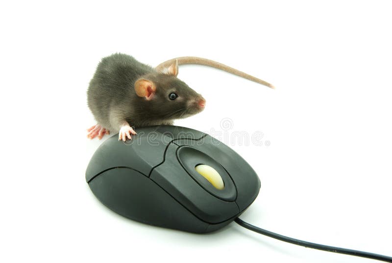 Computer Mouse Royalty Free Stock Photo - Image: 7829555 Computer Mouse Royalty Free Stock Photo - Image: 7829555