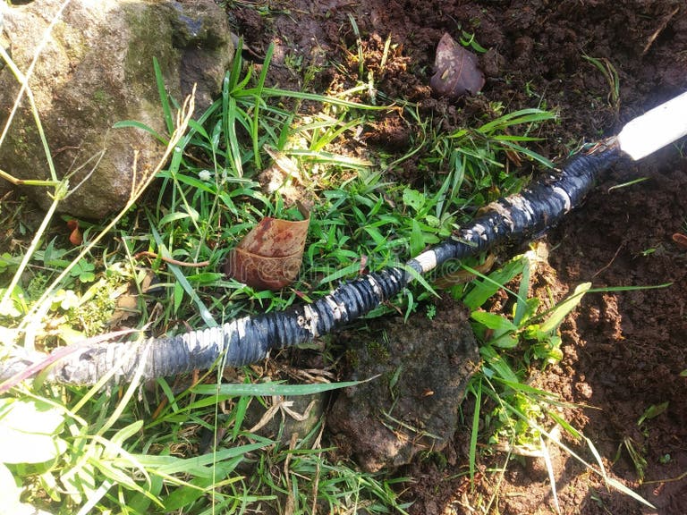 Cable arts in mice eat stock photo. Image of flower - 286487544