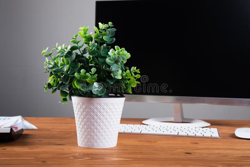 Computer and Plant on the Desktop Stock Photo - Image of header, work ...