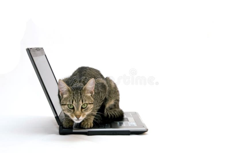 COMPUTER PORTATILE e Gatto immagine stock. Immagine di collegamenti ...