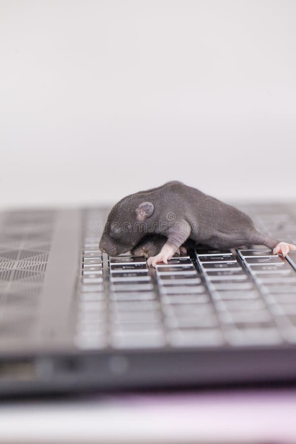 Computer Rat Computer Hacker Mouse Stock Image Image Of Buttons