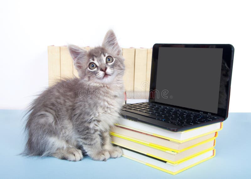 Gray Tabby Kitten Looking at a Blank Screen on a Miniature Laptop Type ...
