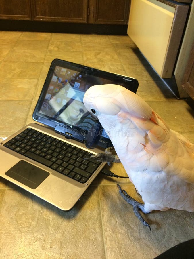 Computer Time editorial stock photo. Image of cockatoondid - 52639453
