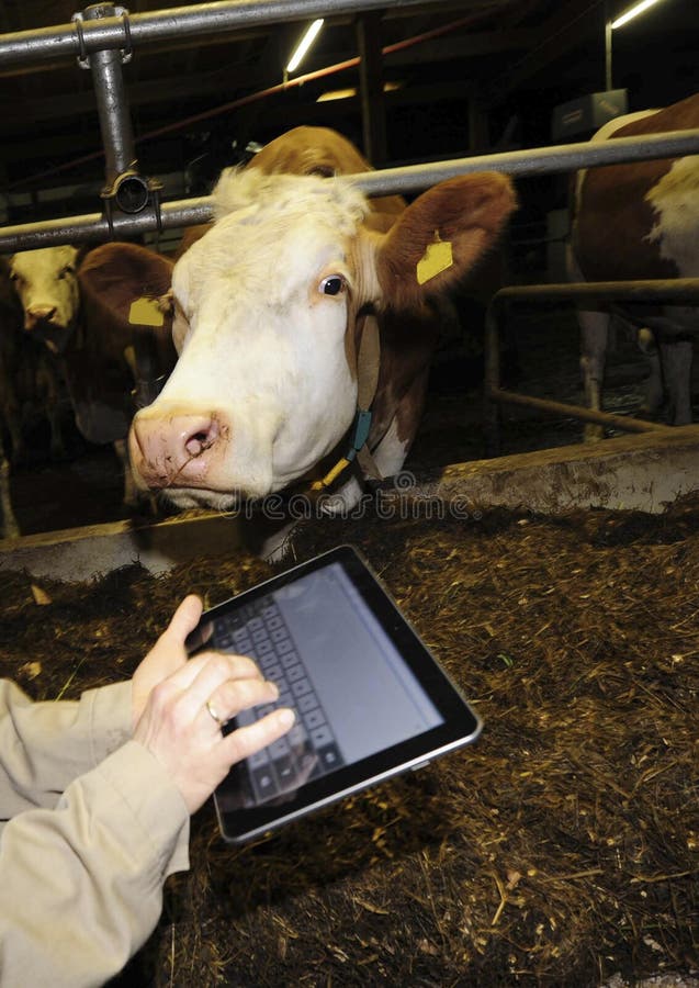 Computer Use and Digitalization in Dairy Farming Stock Image - Image of ...