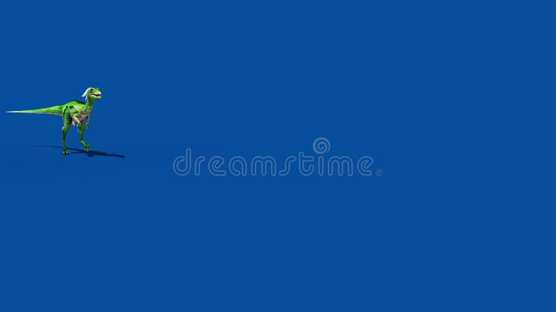 Compy Jurassic Dinosaur Runs Blue Screen Front 3D Rendering Animation ...