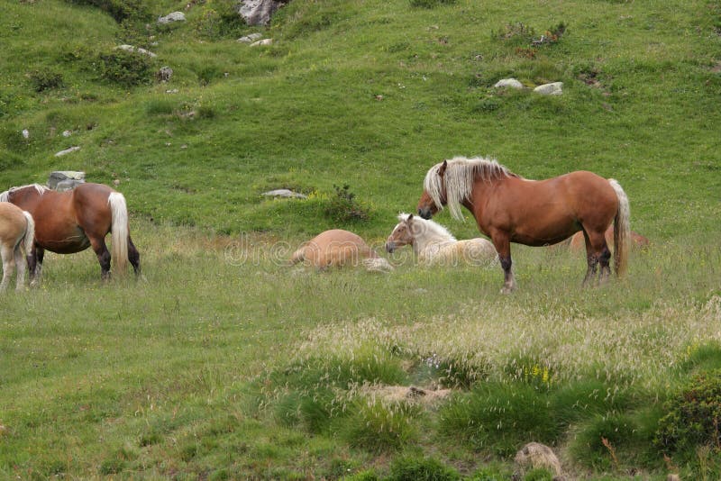 Comtois Horse Resting In A Field In France Stock Photo - Image of ...