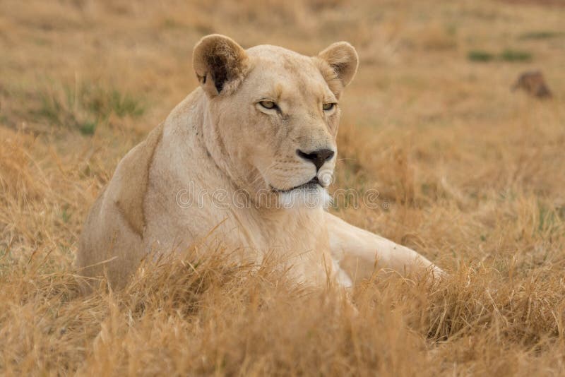 immagini di riserva di La Leonessa Bianca - la sovranità di download 22 ...