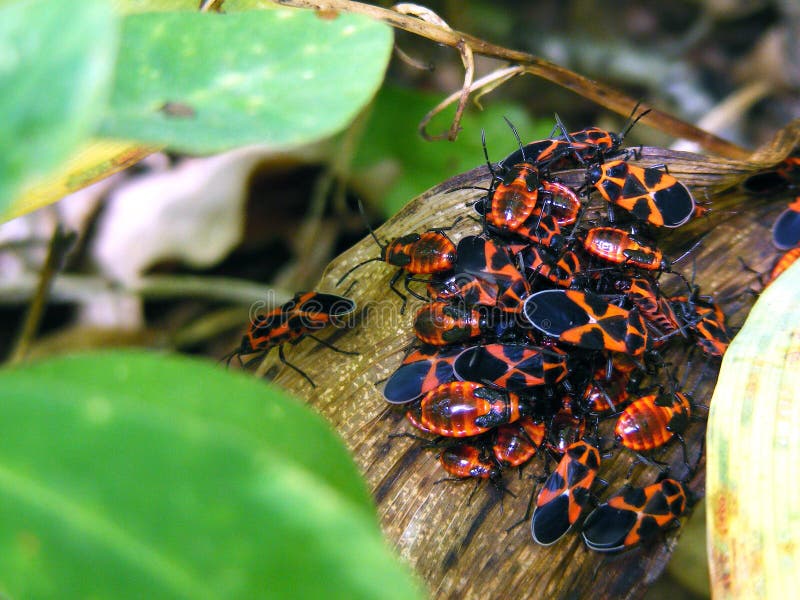 Con los insectos foto de archivo. Imagen de alas, resorte - 11982292