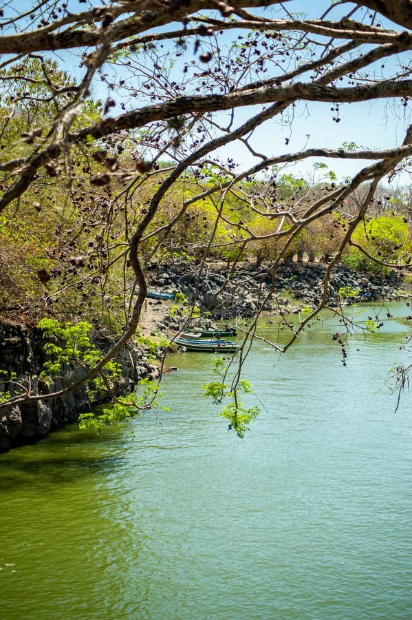 Conacaste Stock Photos - Free & Royalty-Free Stock Photos from Dreamstime