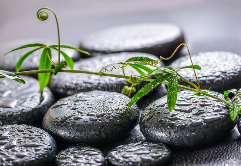 Conceito Bonito Dos Termas Da Passiflora Verde Do Galho Com Gavinha O Imagem de Stock - Imagem ...