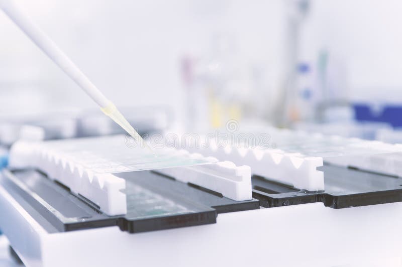 Concentrate Scientists Making an Experiment in a Laboratory Stock Photo ...