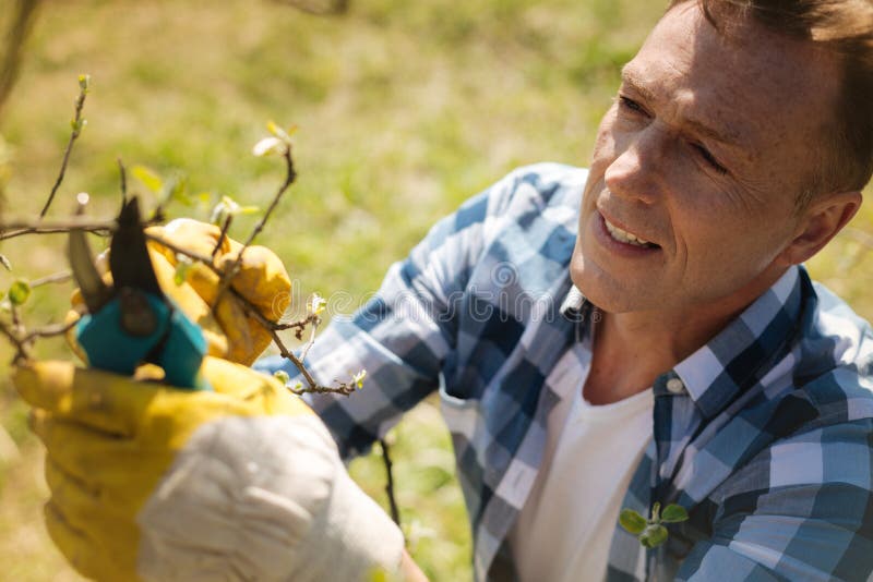 Concentrated Adult Man Pruning a Tree Stock Image - Image of farming ...