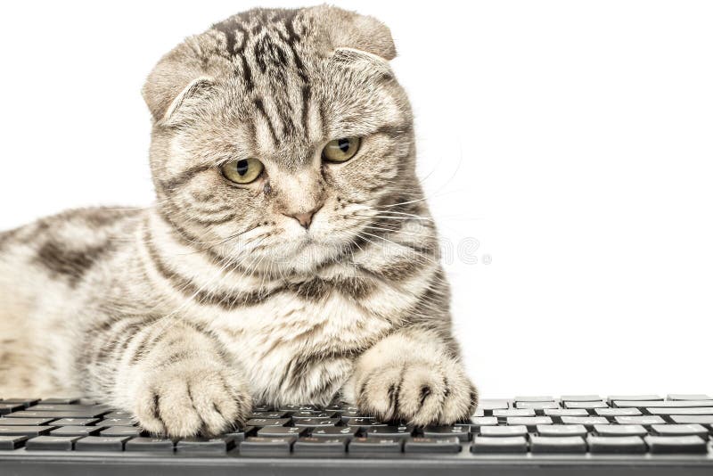 1,469 Cat Typing Computer Stock Photos - Free & Royalty-Free Stock ...
