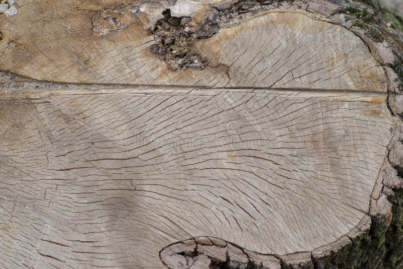 Concentric Circles of the Structure of the Felling Old Tree Stock Photo ...