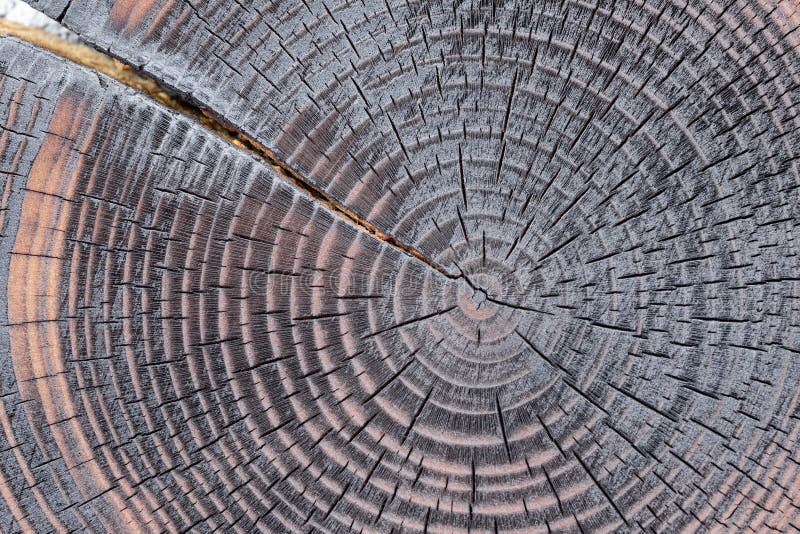 Concentric Growth Rings in the Body of the Cedar Tree Stock Photo ...