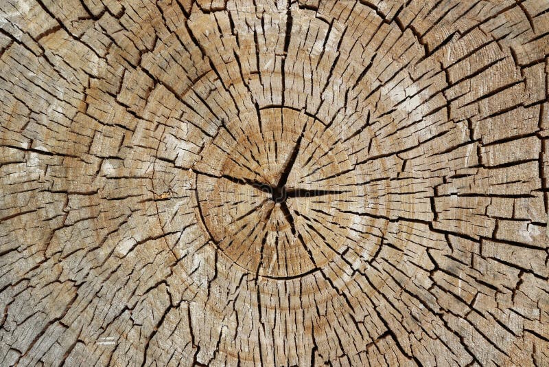 Concentric Rings of the Section of a Cut Tree Trunk Stock Image - Image ...