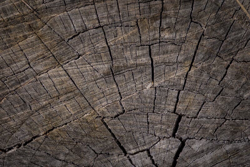 Concentric Tree Rings. stock image. Image of shape, concentric - 142493327