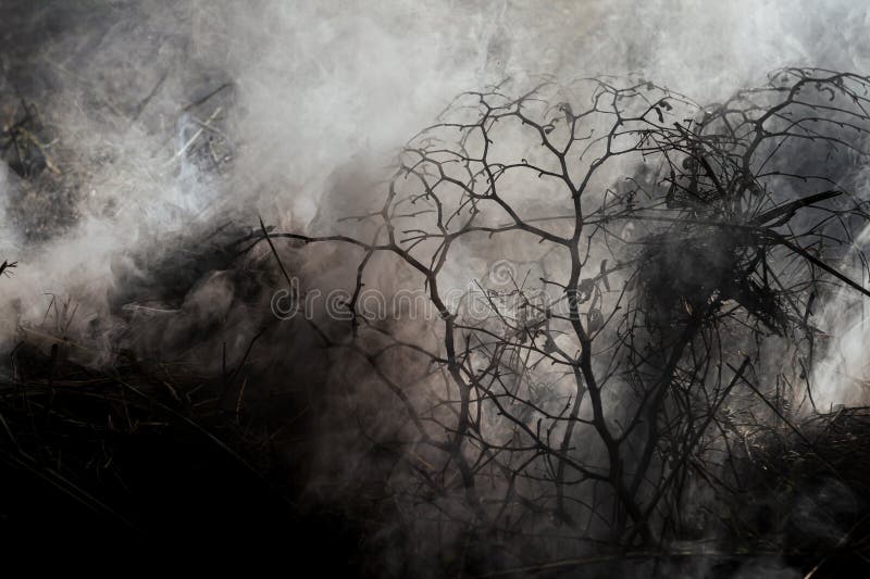 Concept Abstract Image of Deep Smoke Cover Burning Forest Stock Image - Image of woods, smog ...
