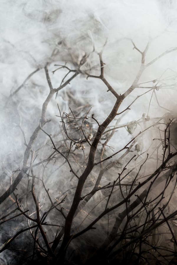 Concept Abstract Image of Deep Smoke Cover Burning Forest Stock Photo - Image of thick, burn ...