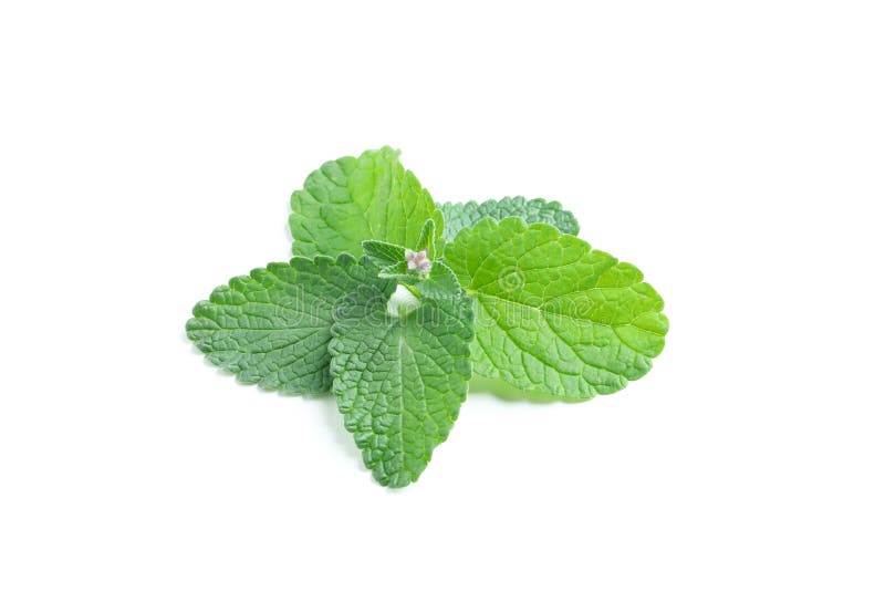 Concept of Aromatherapy, Mint Isolated on White Background Stock Photo ...