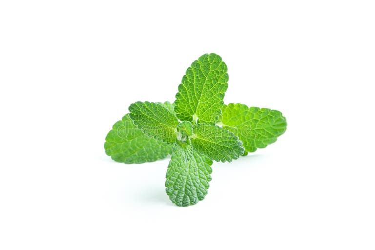Concept of Aromatherapy, Mint Isolated on White Background Stock Photo ...