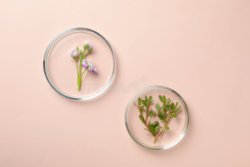 Concept of Biology Research with Flowers, Top View Stock Photo - Image ...