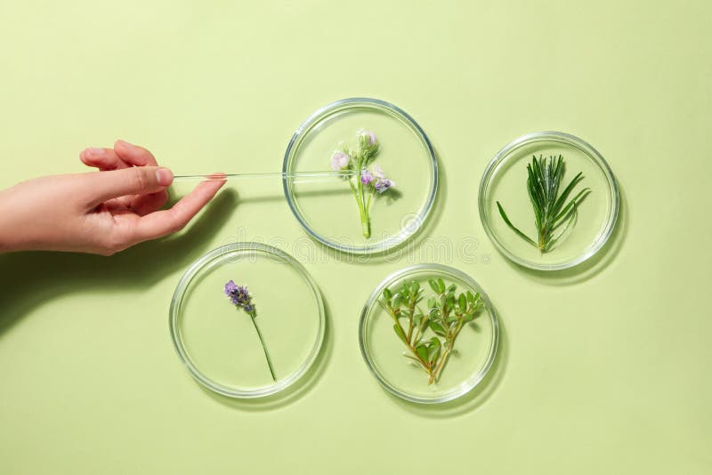 Concept of Biology Research with Flowers, Top View Stock Image - Image ...
