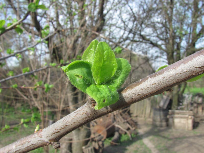 Concept of the Birth. New Foliage. Spring Stock Photo - Image of ...
