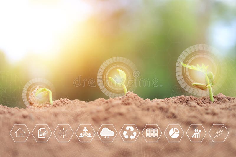 Concept of Business Growth, Tree Growth in Nature Stock Photo - Image ...