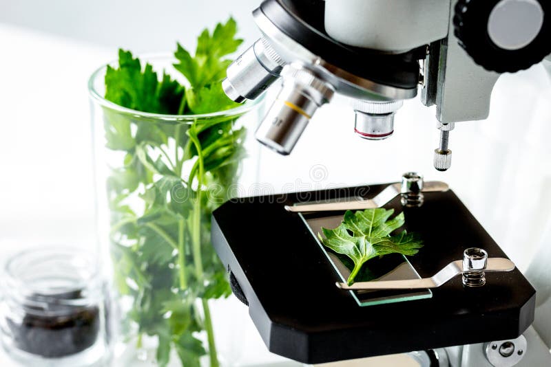 Concept - Check Dietary Supplements in Laboratory on Microscope Stock ...