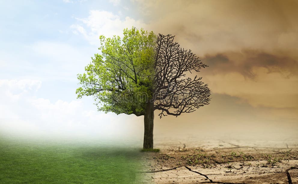 Concept of Climate Changing. Half Dead and Alive Tree Outdoors Stock ...