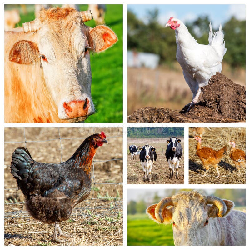 Collage Representing Several Farm Animals Stock Photo - Image of ...