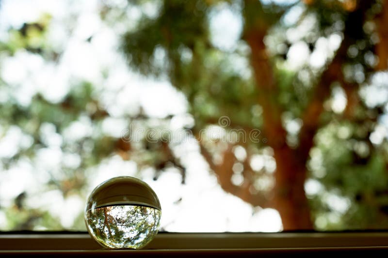 The Concept of Conservation of Greenery, Trees and Nature. Reflection ...