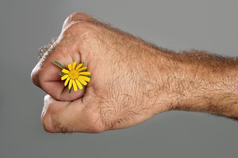 Concept and Contrast of Hairy Man Hand and Flower Stock Photo - Image ...