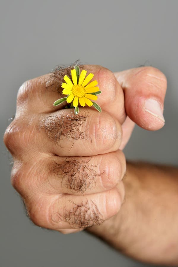 Concept and Contrast of Hairy Man Hand and Flower Stock Photo - Image ...