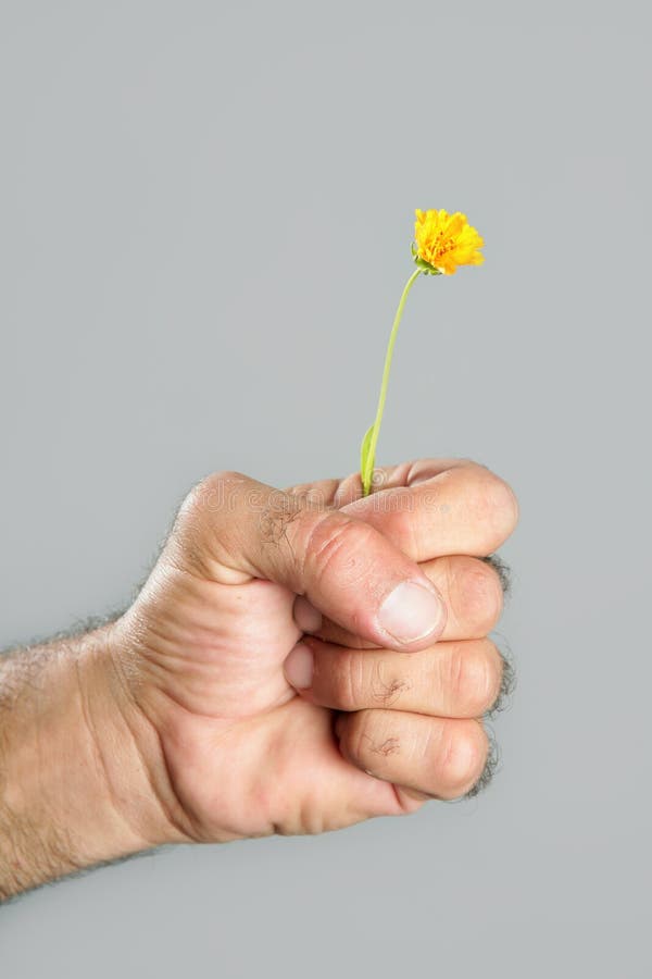 Concept and Contrast of Hairy Man Hand and Flower Stock Photo - Image ...