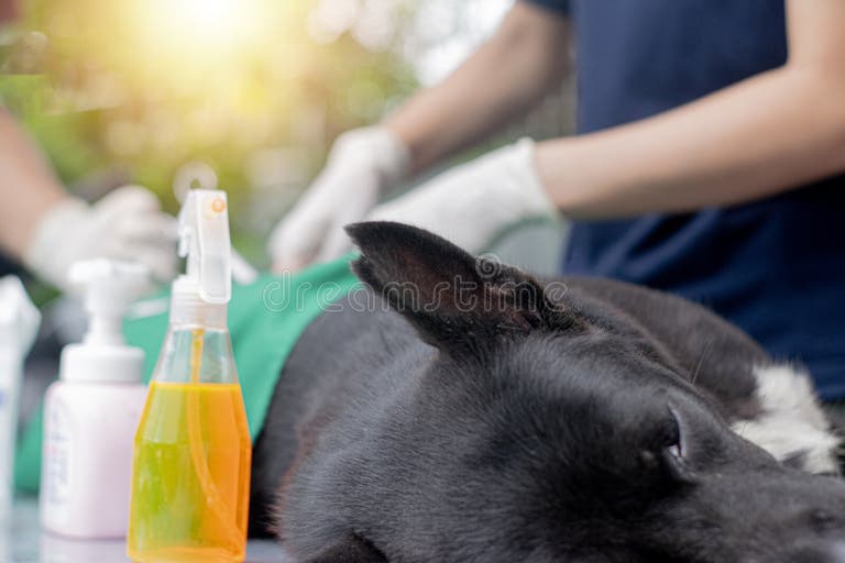 The Concept of Controlling the Dog Population Using Birth Control. a ...