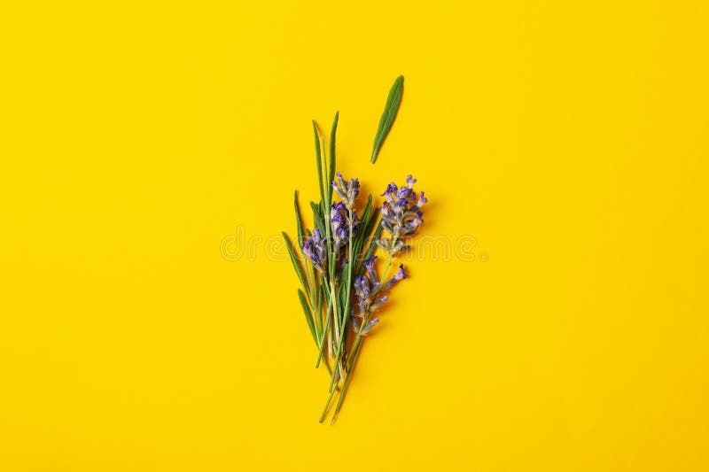 Concept of Cozy with Flowers, Beautiful Lavender Flowers Stock Image ...