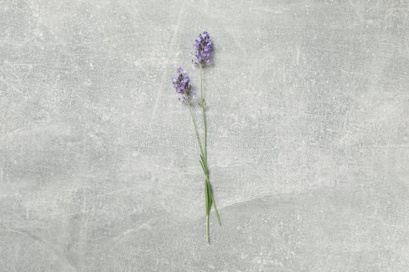 Concept of Cozy with Flowers, Beautiful Lavender Flowers Stock Image ...