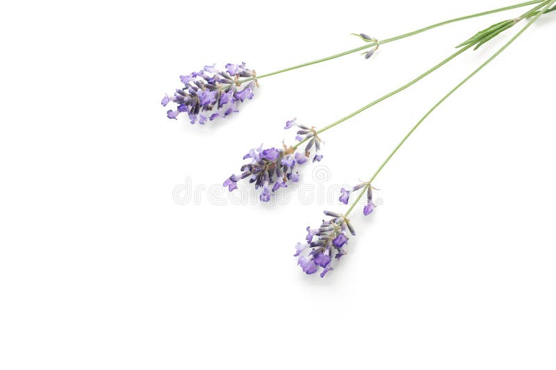 Concept of Cozy with Flowers, Lavender, Isolated on White Background ...