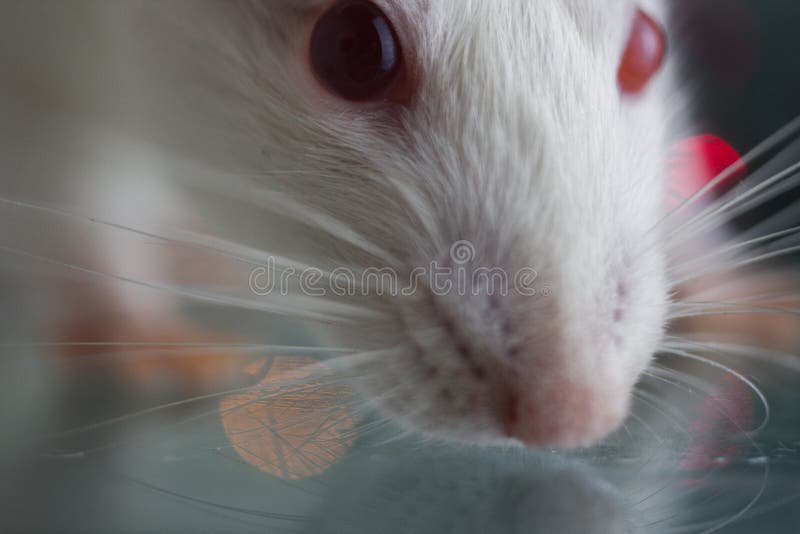 The Concept of Curiosity. Muzzle Rat Close-up Stock Image - Image of ...