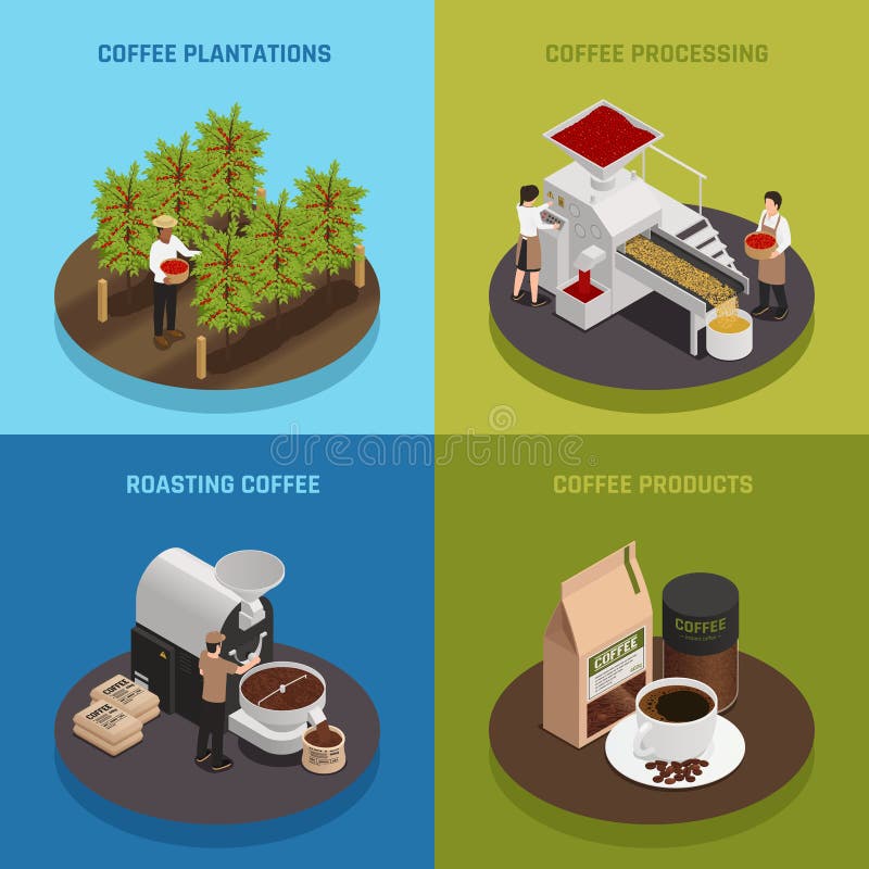 Infographie Processus Et étapes De La Production De Café Illustration ...