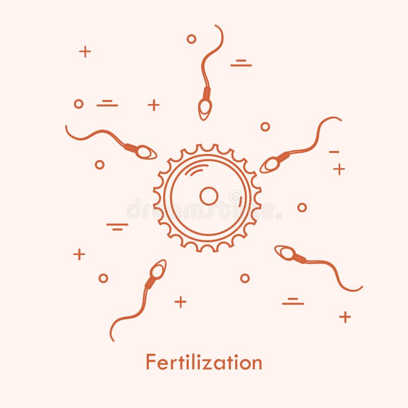 Concept De Fertilisation Avec L'ovule Et Le Sperme Illustration de ...
