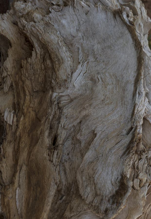 Concept Decorative Tree Cut Stock Photo - Image of lumber, design ...