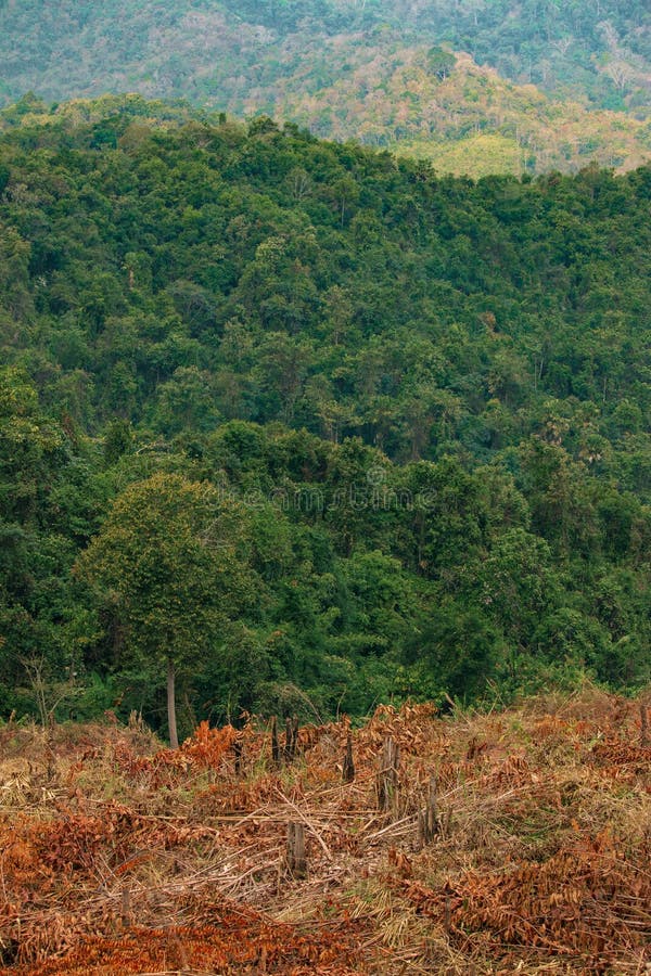 The Concept of Deforestation Consists of Destroyed Forests and Abundant ...