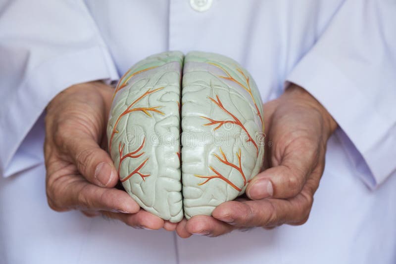 Doctor Shows the Brain of a Person . Stock Photo - Image of healthy ...